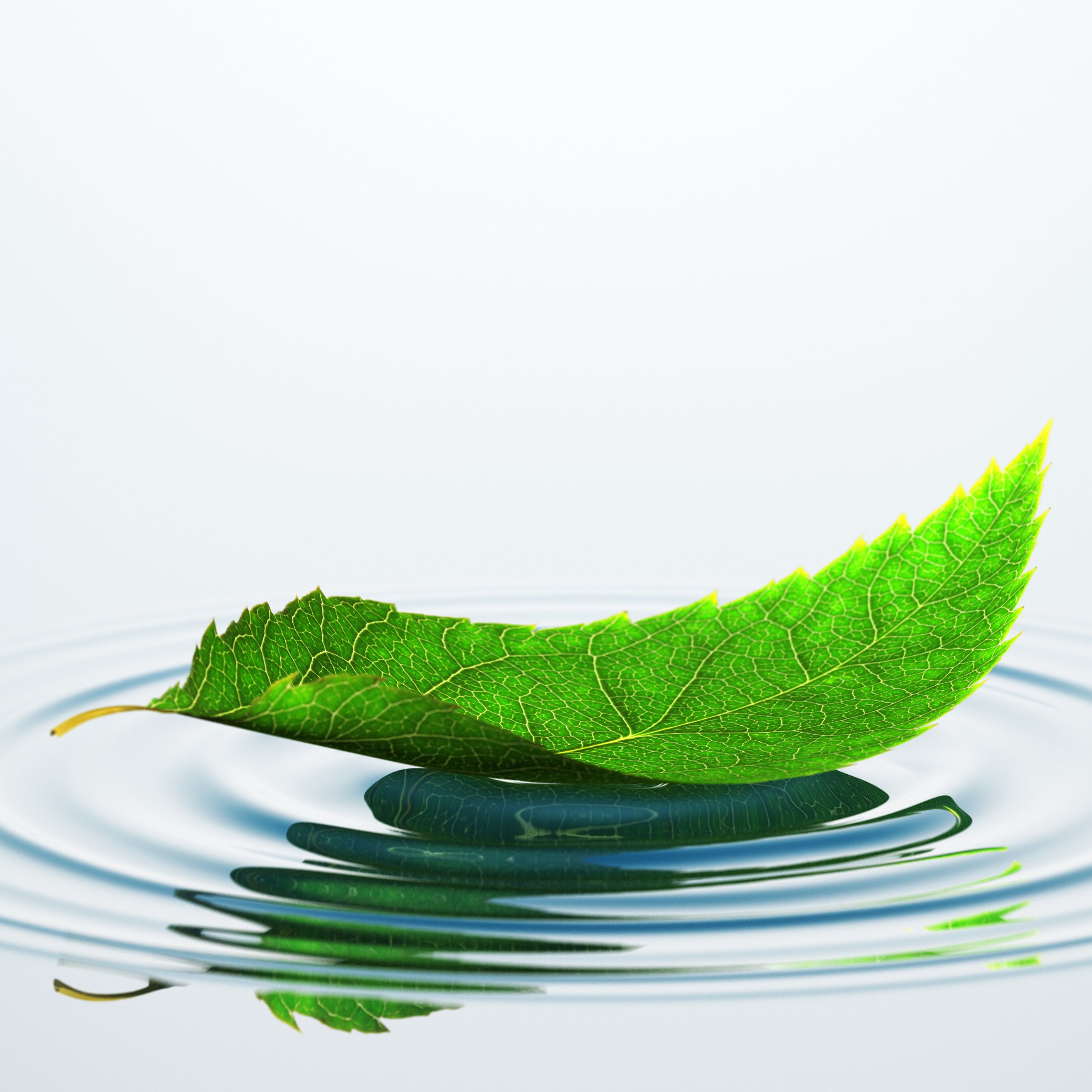 Marijuana Leaf Usa Map Wall Art Elephant Stock