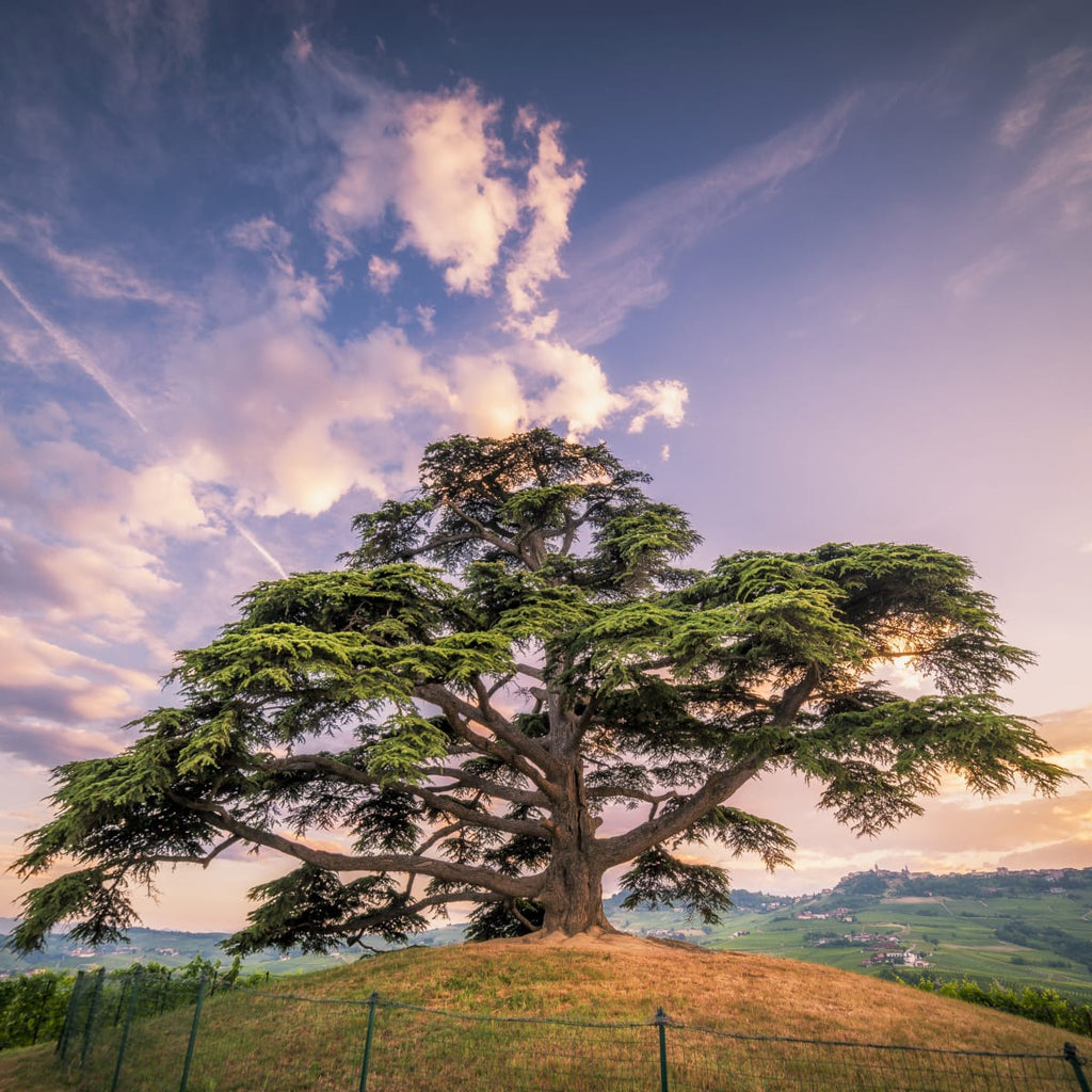 Lebanon Wall Art | Prints, Framed Prints And Multi Panel Art