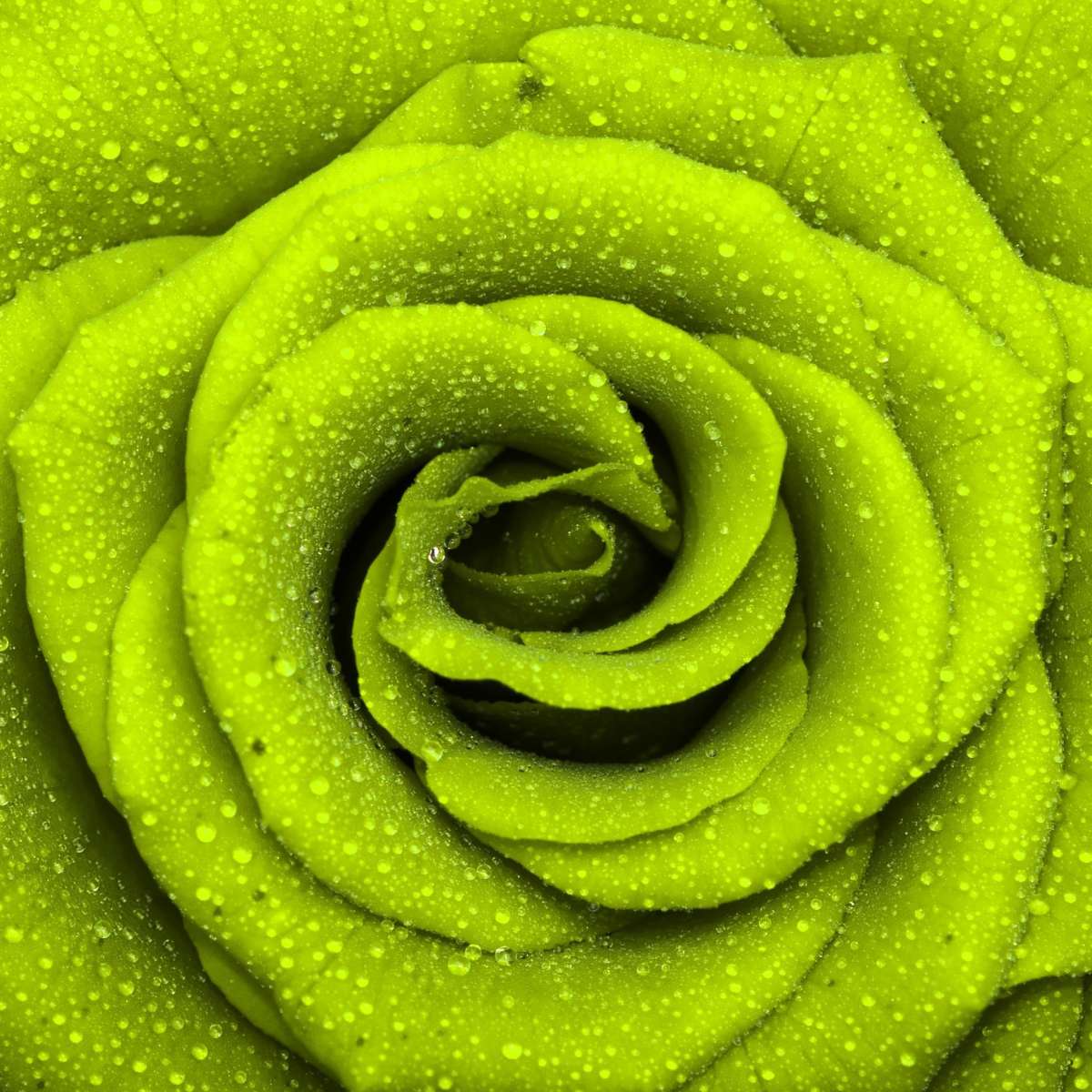 Chartreuse Green Flower