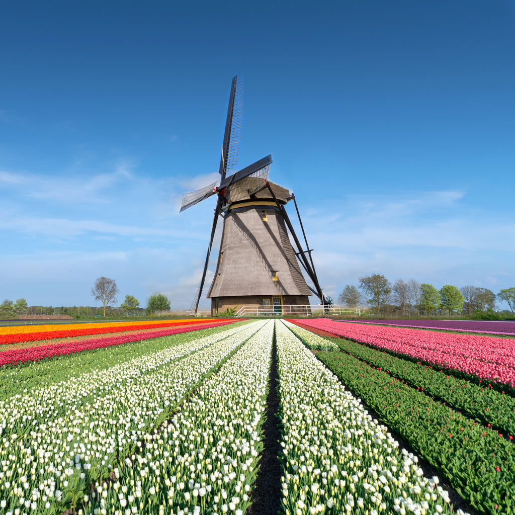 Lisse Wall Art | Prints, Framed Prints And Multi Panel Art