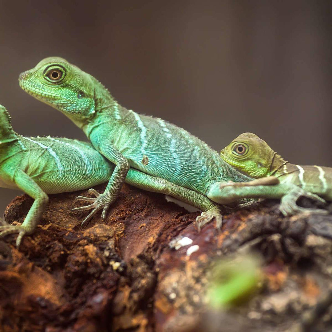 Reptile Species Chart Wall art | Elephant Stock