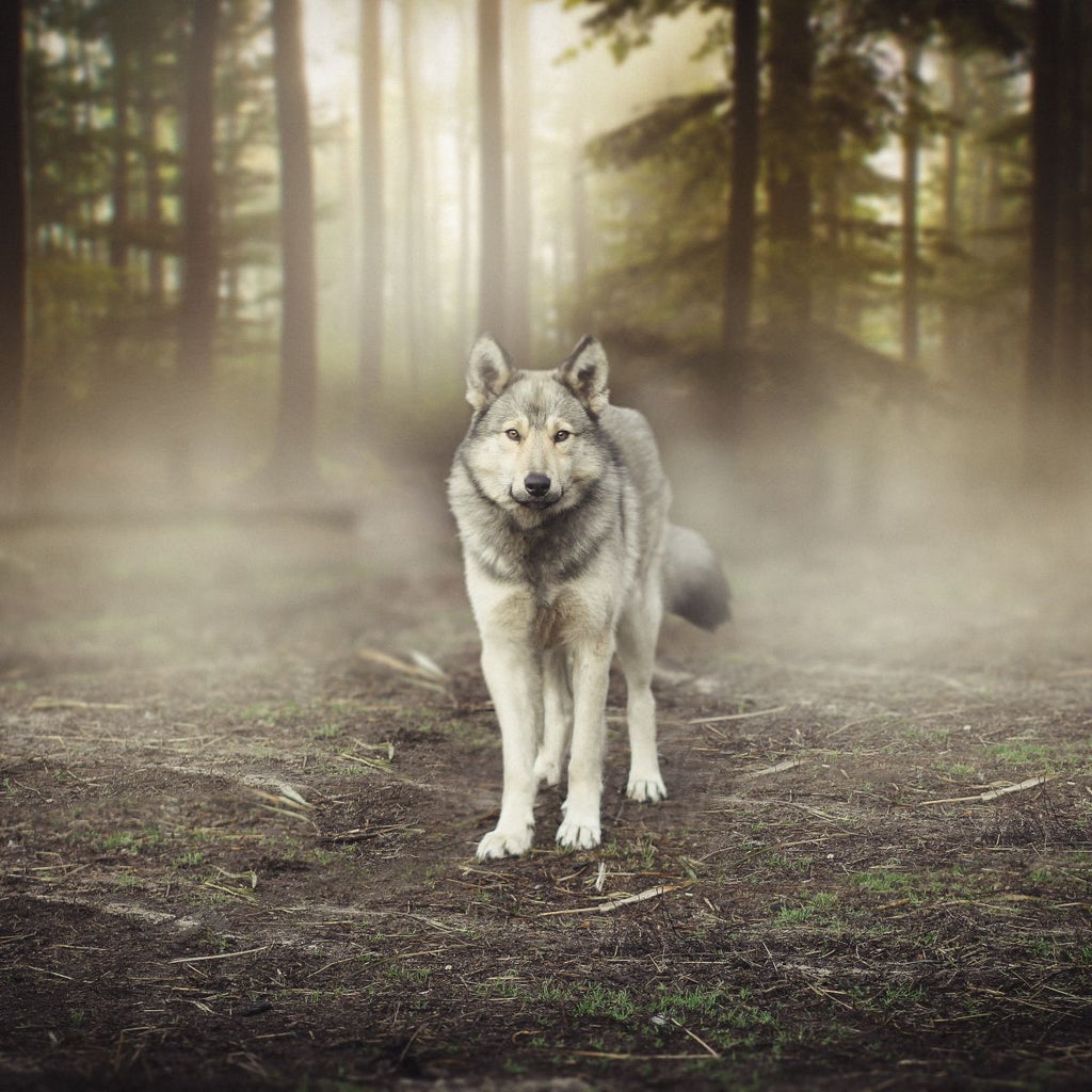Lone Wolf Wall Art | Prints, Framed Prints And Multi Panel Art