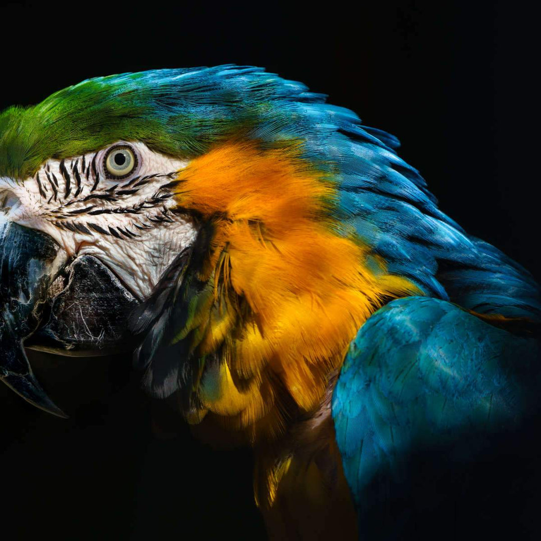Macaw Party Wall art | Elephant Stock
