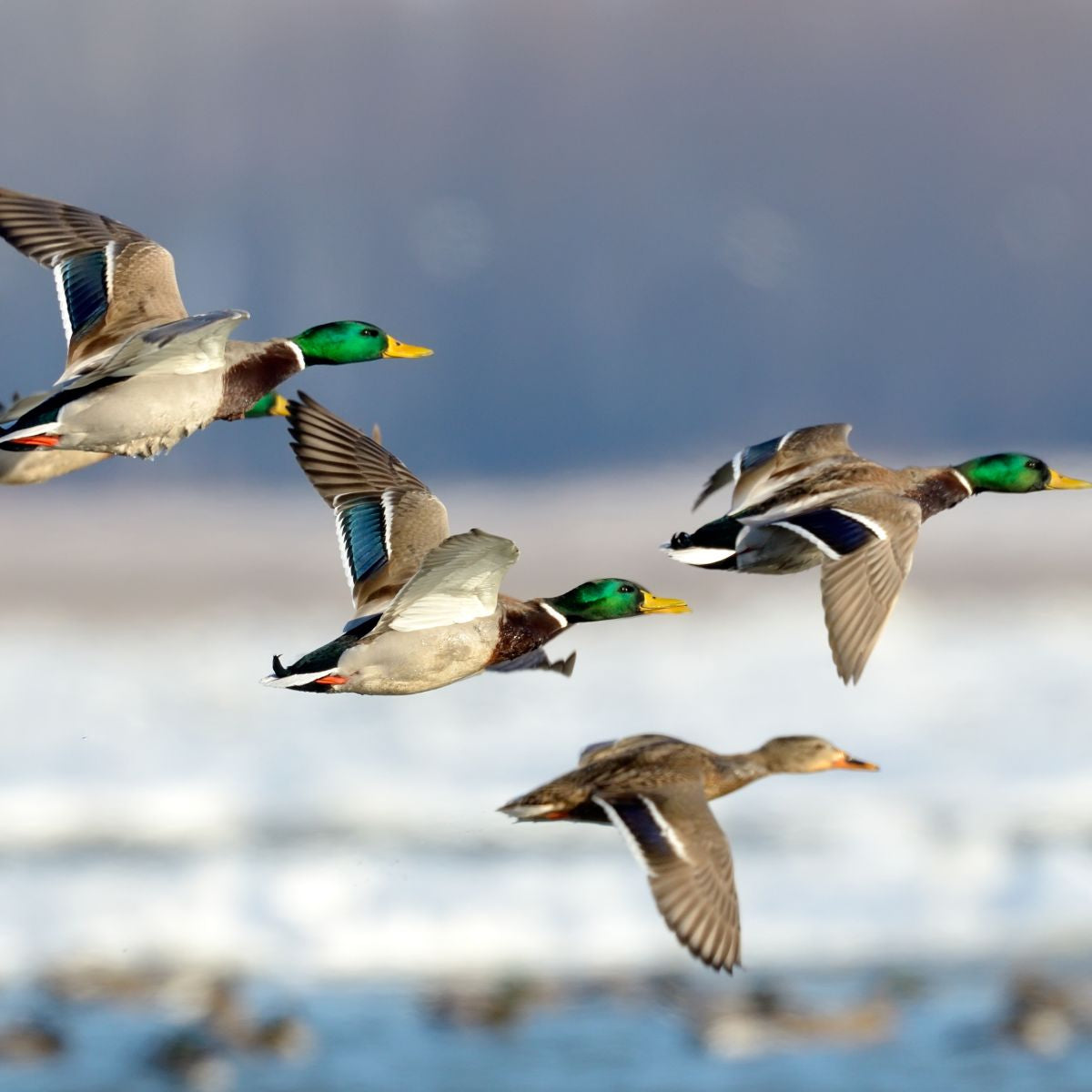 Mallard Drawings