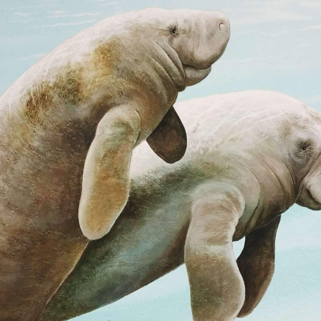 Manatees Wall Art | Prints, Framed Prints And Multi Panel Art