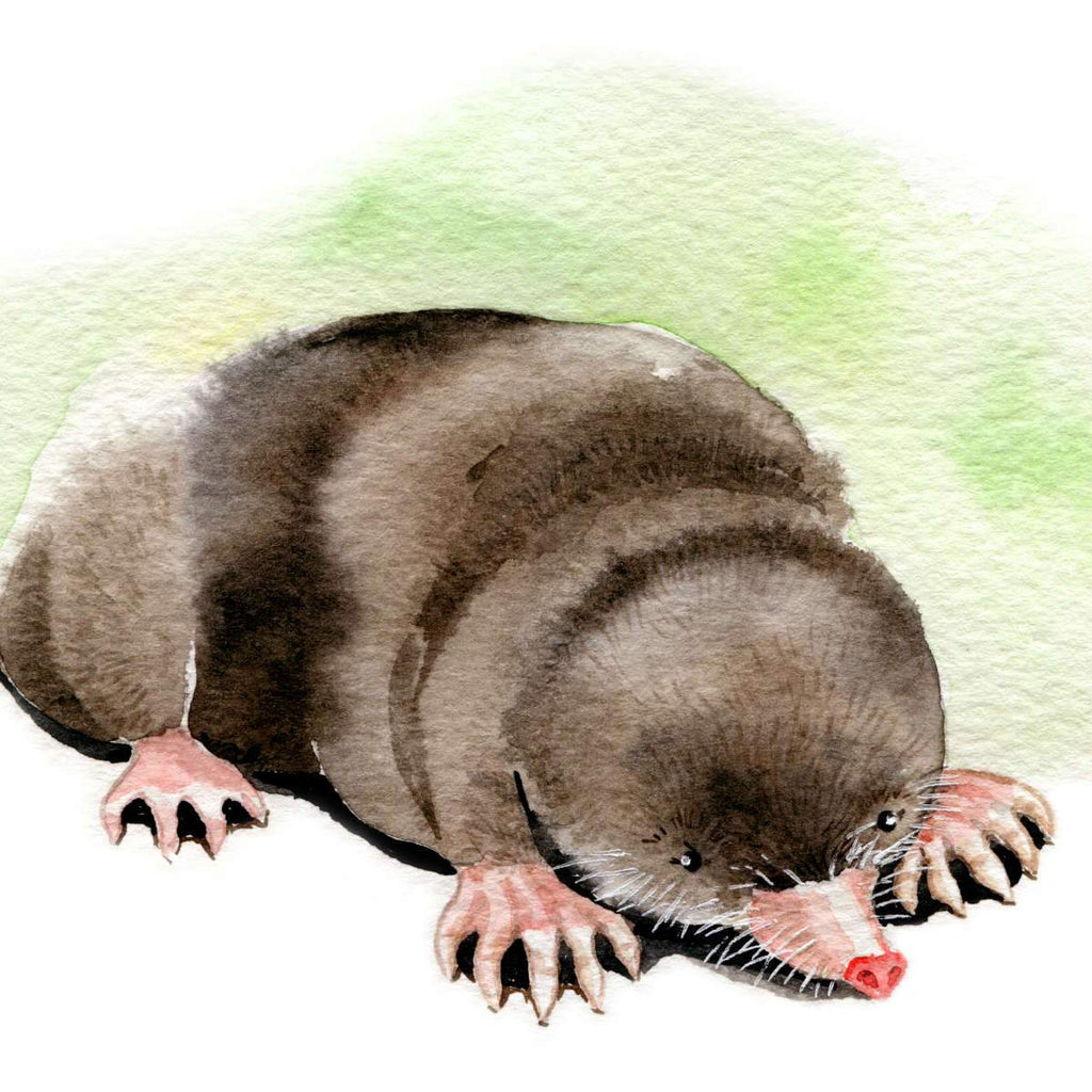 Moles Wall Art | Prints, Framed Prints And Multi Panel Art