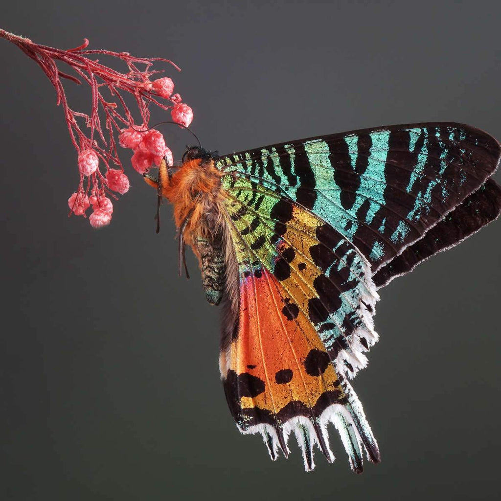 Moth Wall Art | Prints, Framed Prints And Multi Panel Art