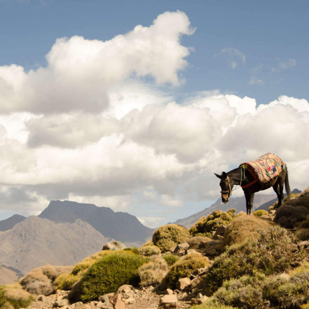 Mule Wall Art | Prints, Framed Prints And Multi Panel Art