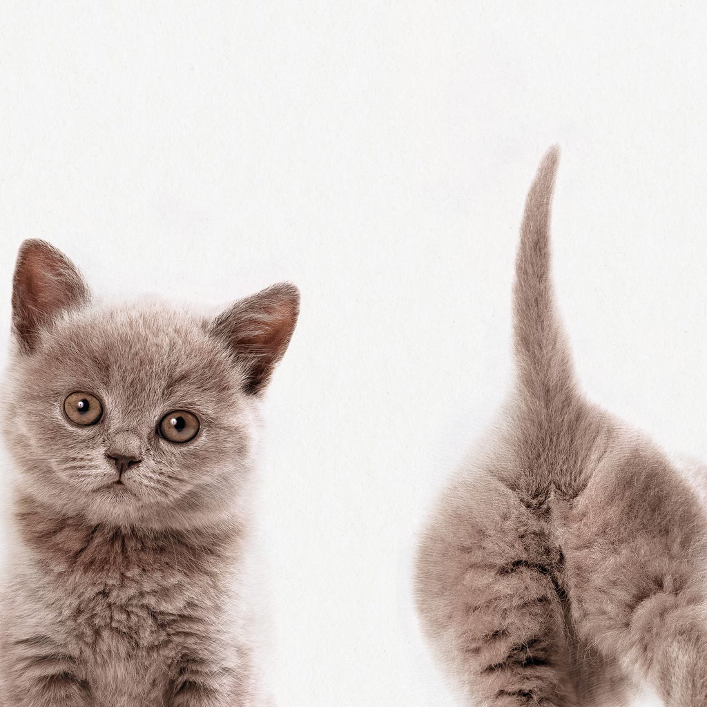 Nursery Animals Front and Back Wall Art | Prints, Framed Prints And ...