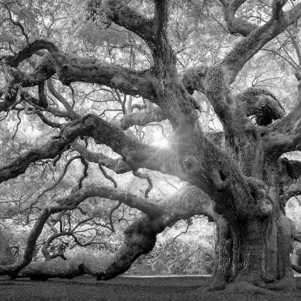 Oak Tree Wall Art | Prints, Framed Prints And Multi Panel Art