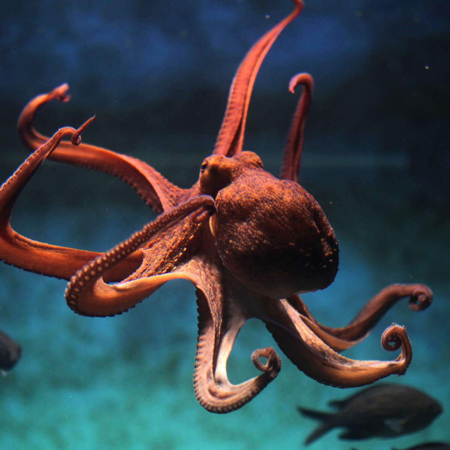 Powerful Octopus Wall art | Elephant Stock