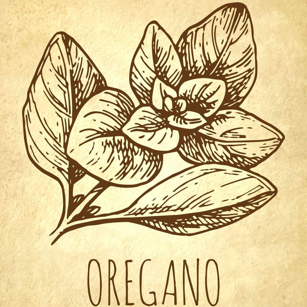 Oregano Wall Art | Prints, Framed Prints And Multi Panel Art