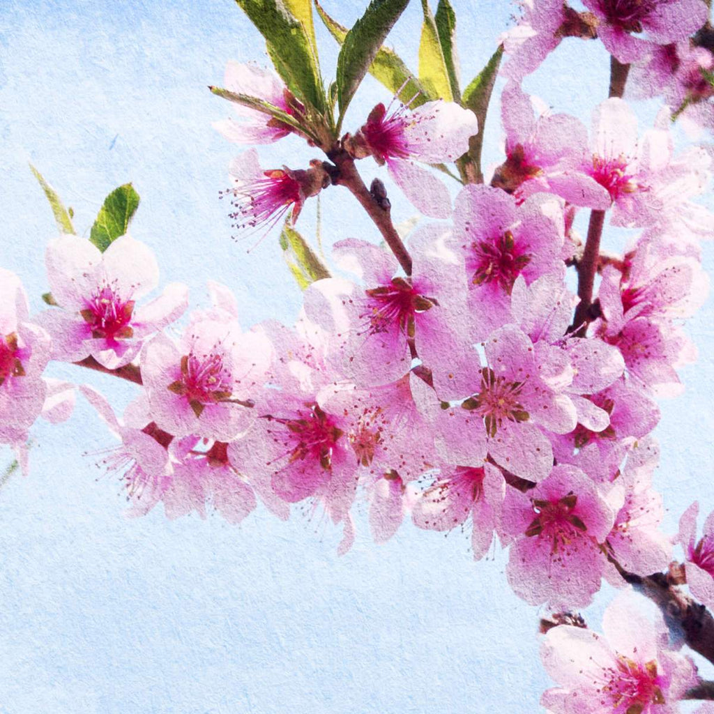 Peach Tree Wall Art | Prints, Framed Prints And Multi Panel Art