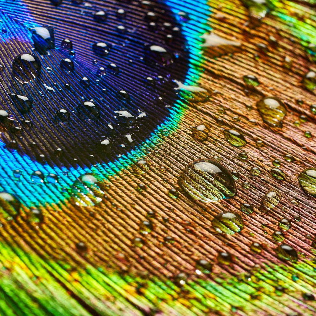 Peacock Feather Wall Art | Prints, Framed Prints And Multi Panel Art