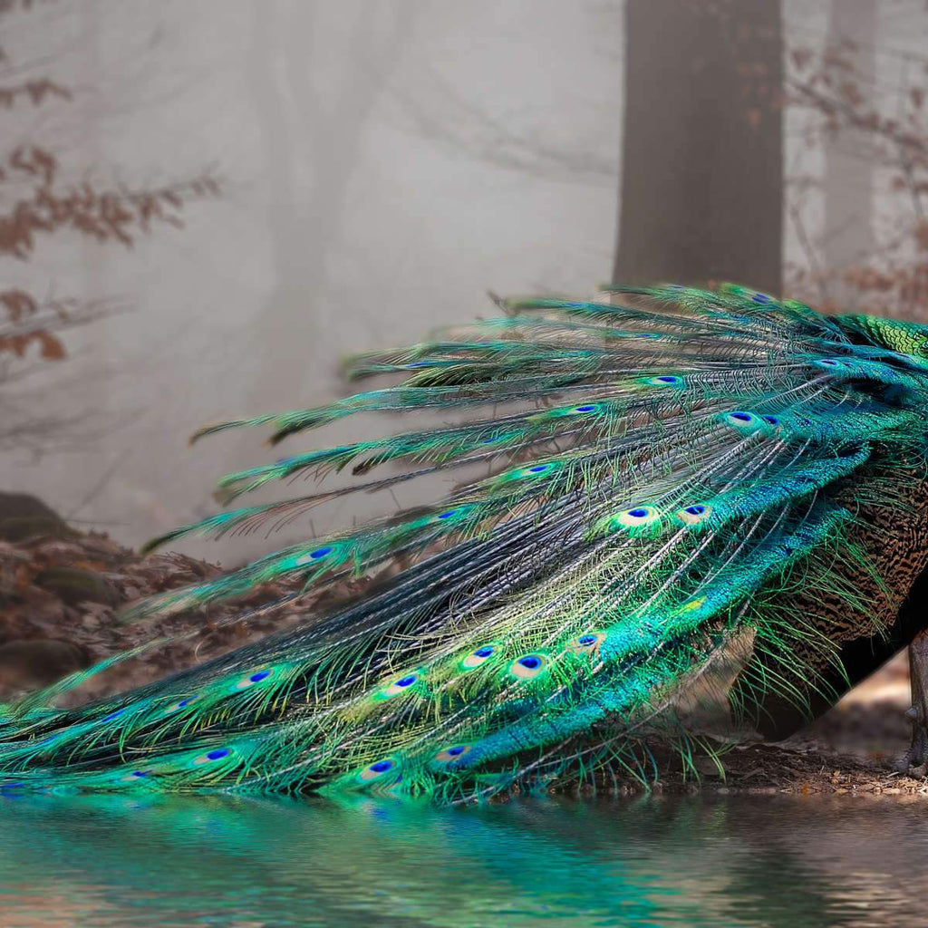 Peacock Wall Art | Prints, Framed Prints And Multi Panel Art