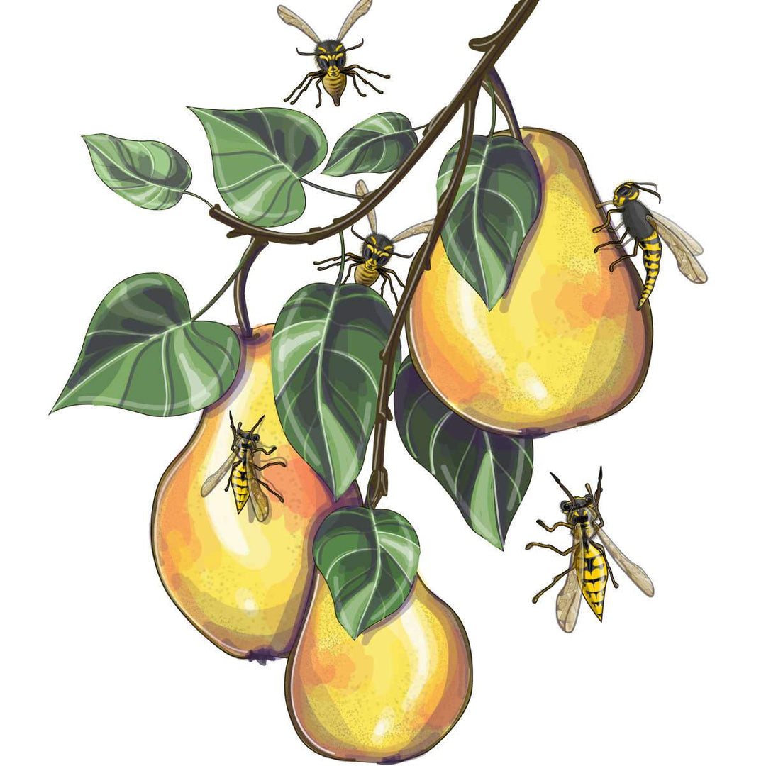 Behind The Pear Tree Wall art | Elephant Stock
