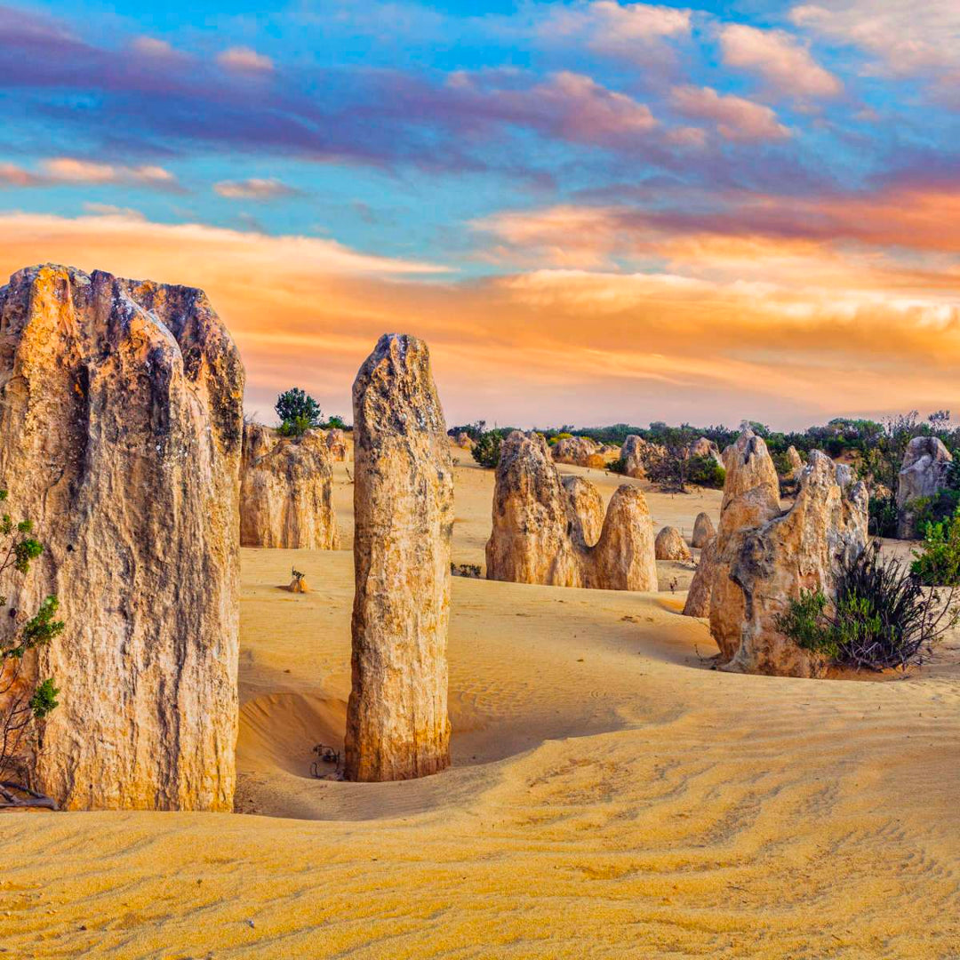 Saguaro National Park Cartoon Wall art | Elephant Stock