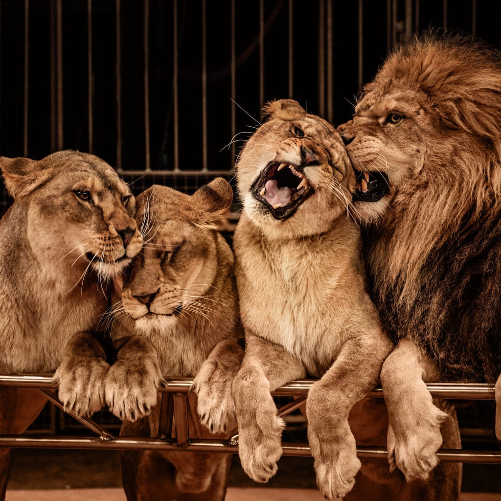 Playful Wall Art | Prints, Framed Prints And Multi Panel Art