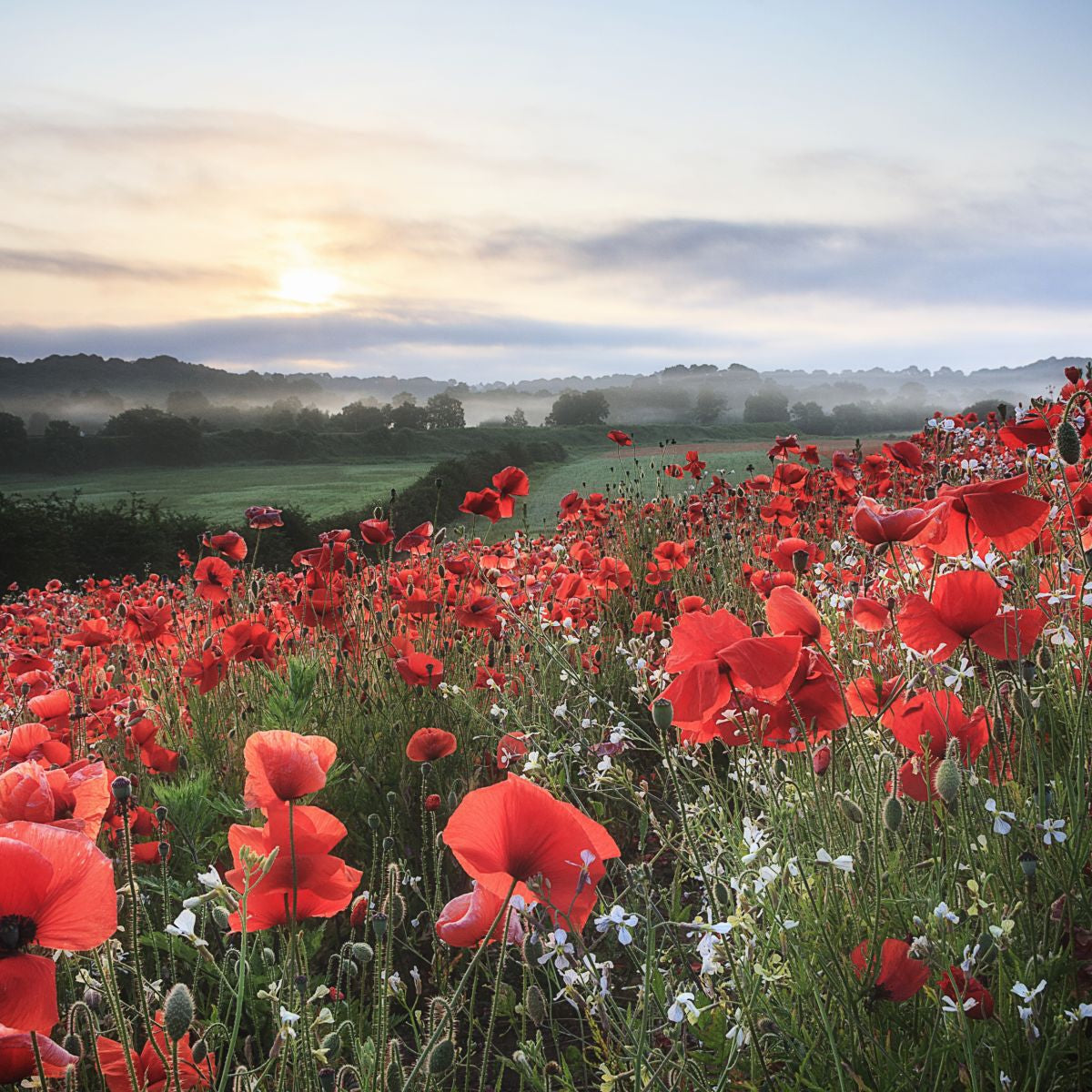 Red Poppy Flowers Field