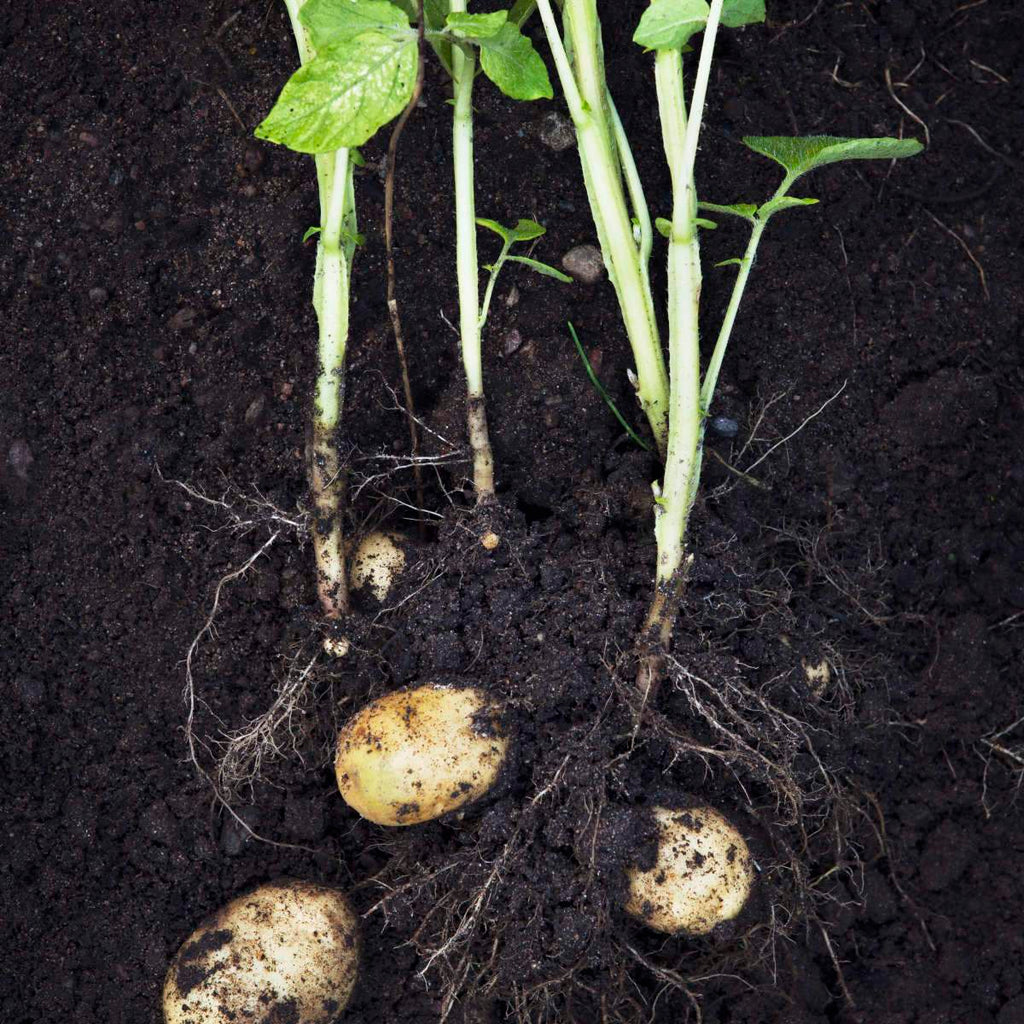 Potato Wall Art | Prints, Framed Prints And Multi Panel Art