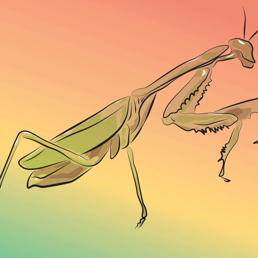 Praying Mantis Wall Art | Prints, Framed Prints And Multi Panel Art