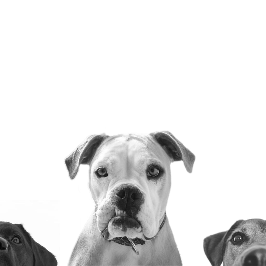 Puppy Wall Art | Prints, Framed Prints And Multi Panel Art