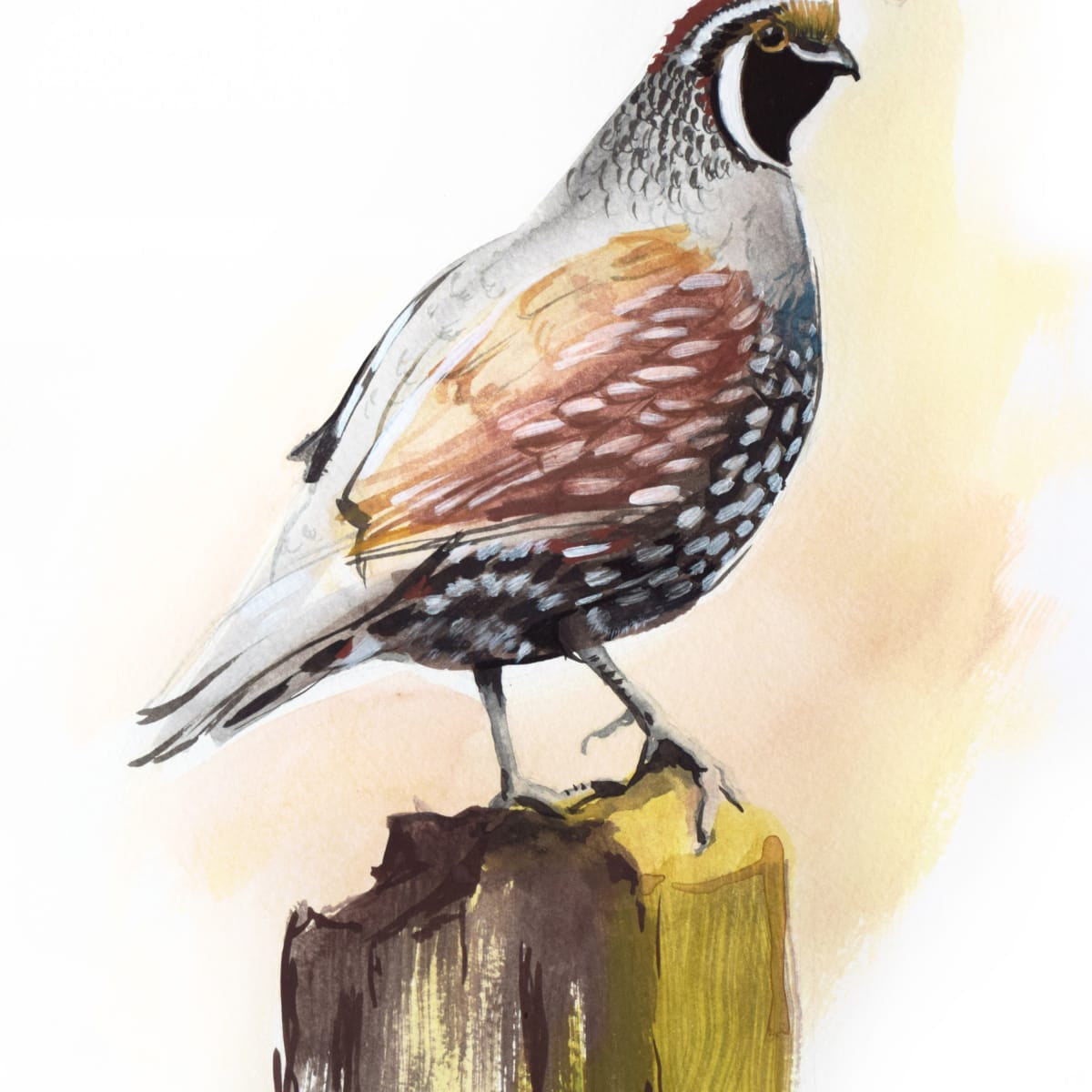 Quail Paintings