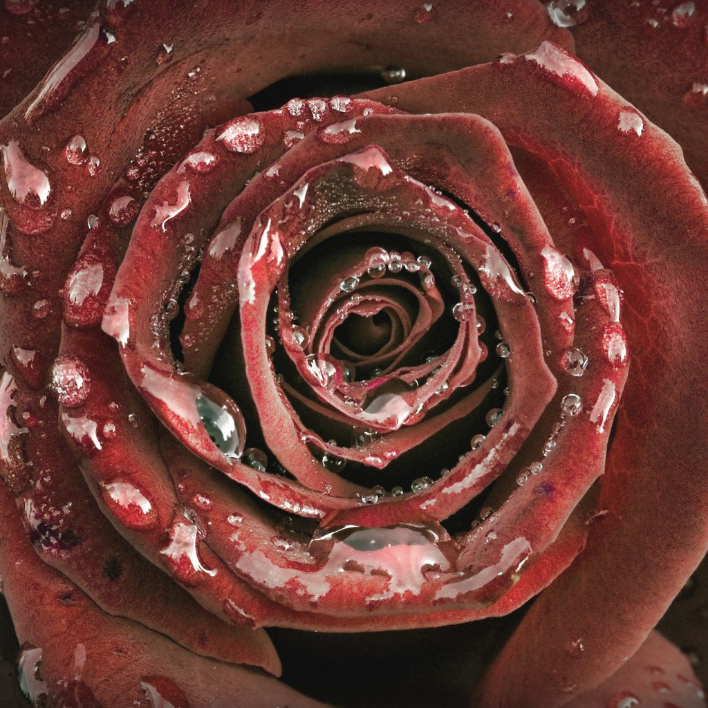 Raindrop Wall Art | Prints, Framed Prints And Multi Panel Art