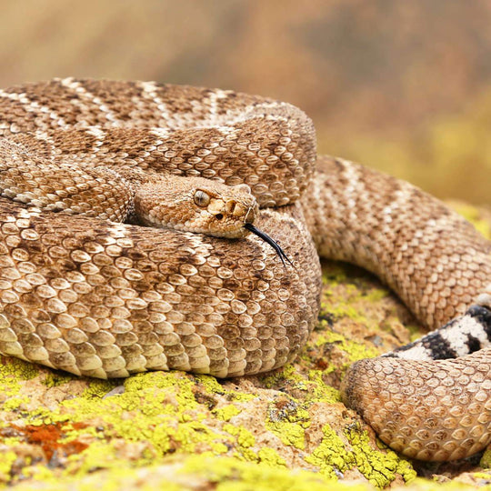 Shy Albino Burmese Python Wall art | Elephant Stock