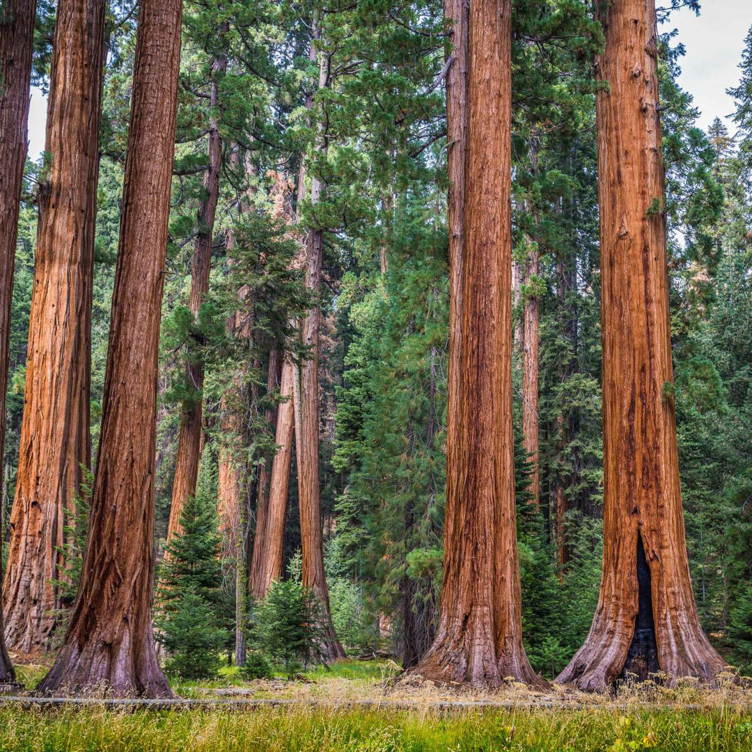 Barren Trees I Wall art | Elephant Stock