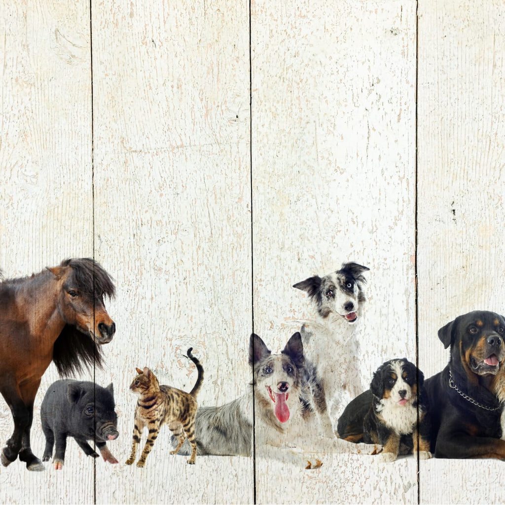 Rottweiler Wall Art | Prints, Framed Prints And Multi Panel Art