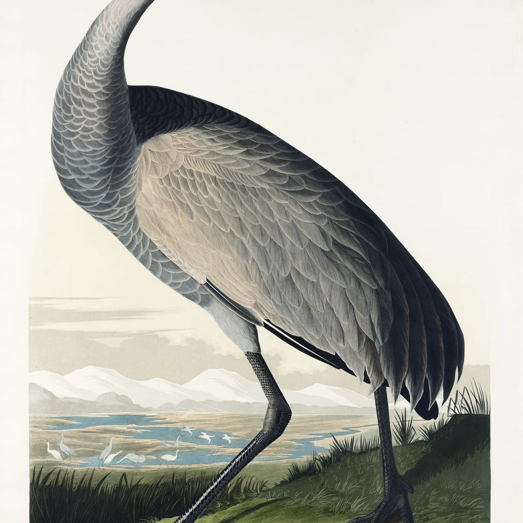 Sandhill Crane Wall Art | Prints, Framed Prints And Multi Panel Art