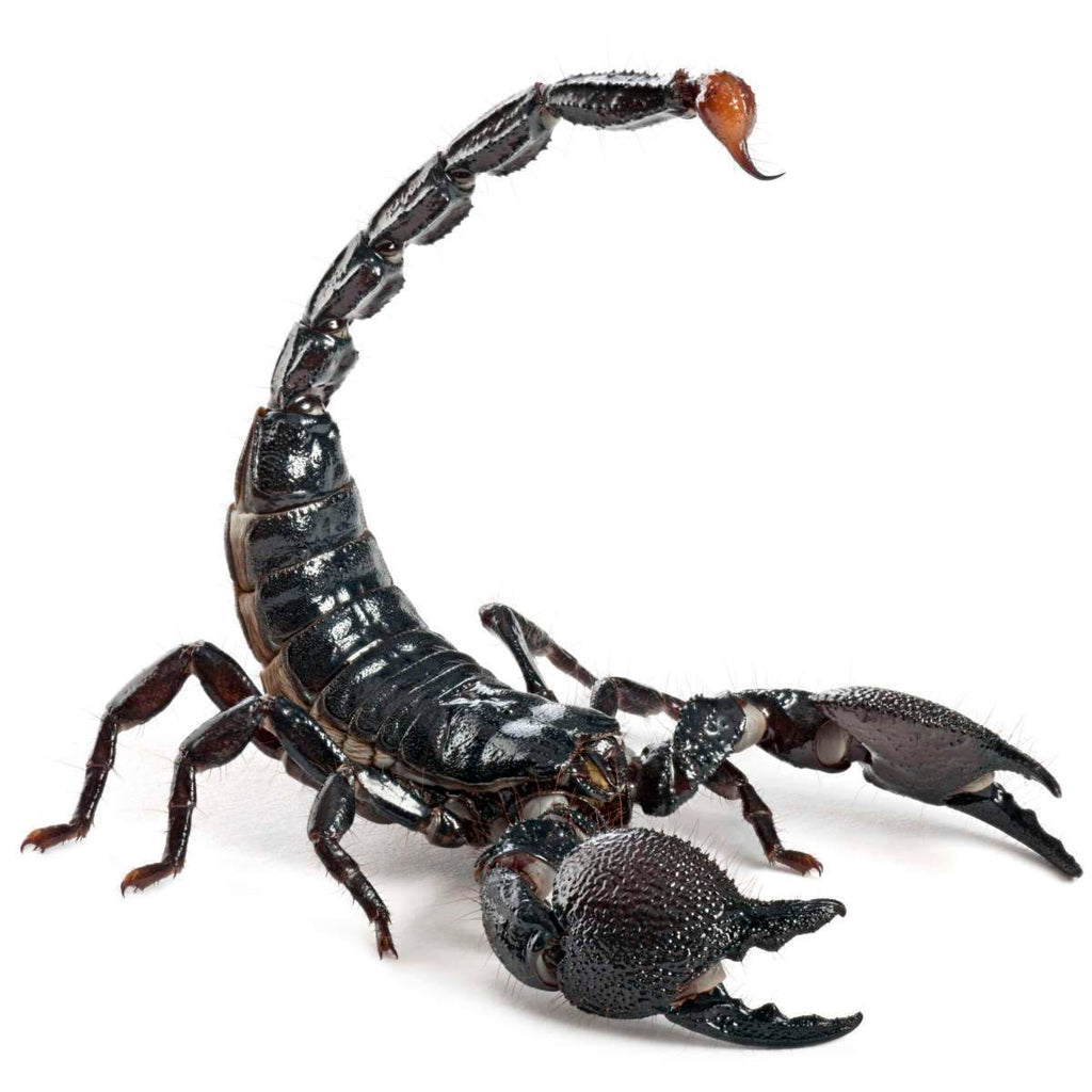 Scorpion Wall Art | Prints, Framed Prints And Multi Panel Art