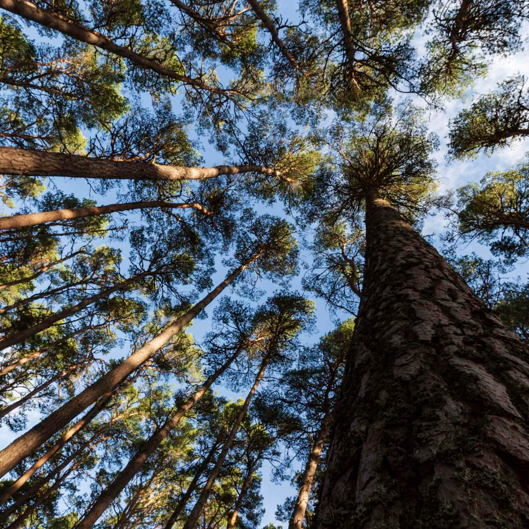 Birches in Spring Panel II Wall art by Julia Purinton | Elephant Stock