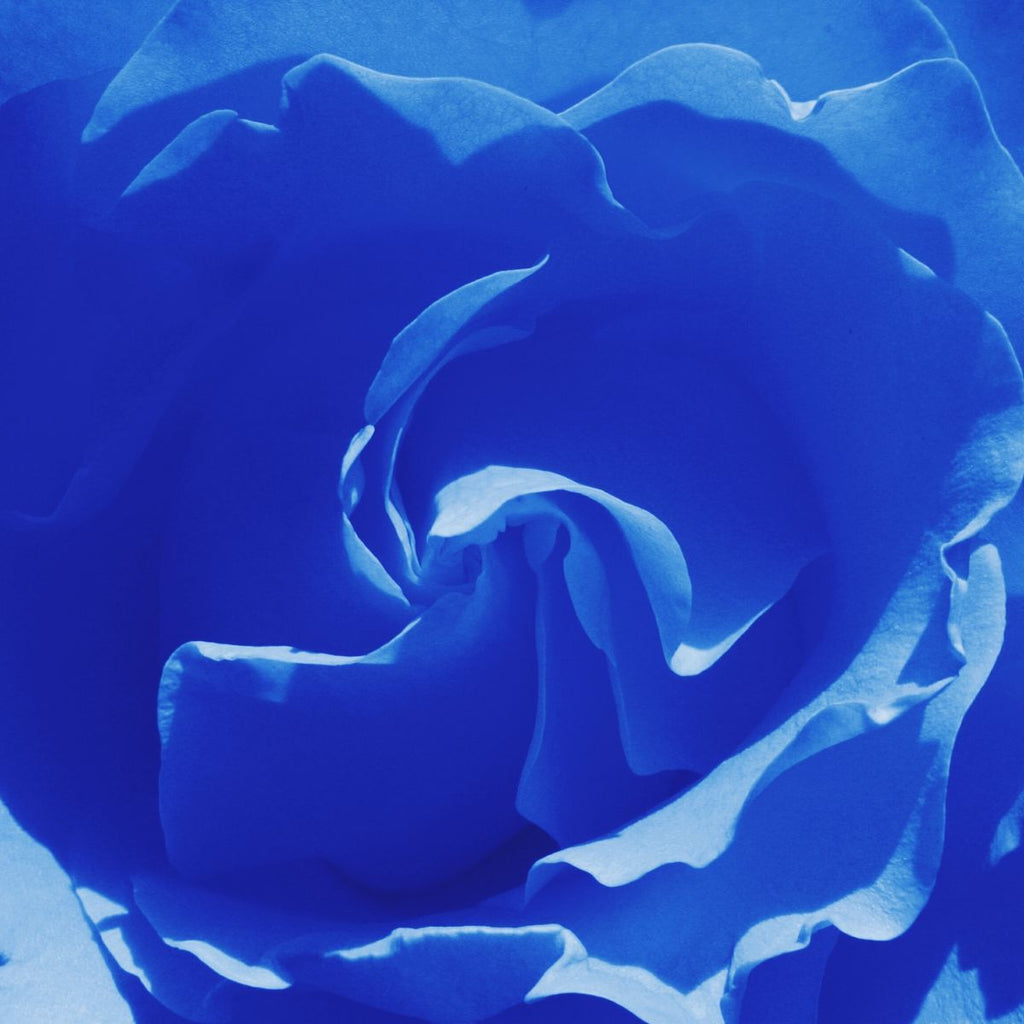 Single Flower Wall Art | Prints, Framed Prints And Multi Panel Art