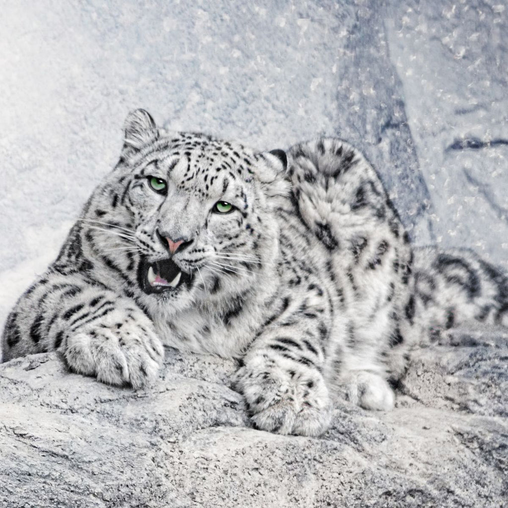 Snow Leopard Wall Art | Prints, Framed Prints And Multi Panel Art