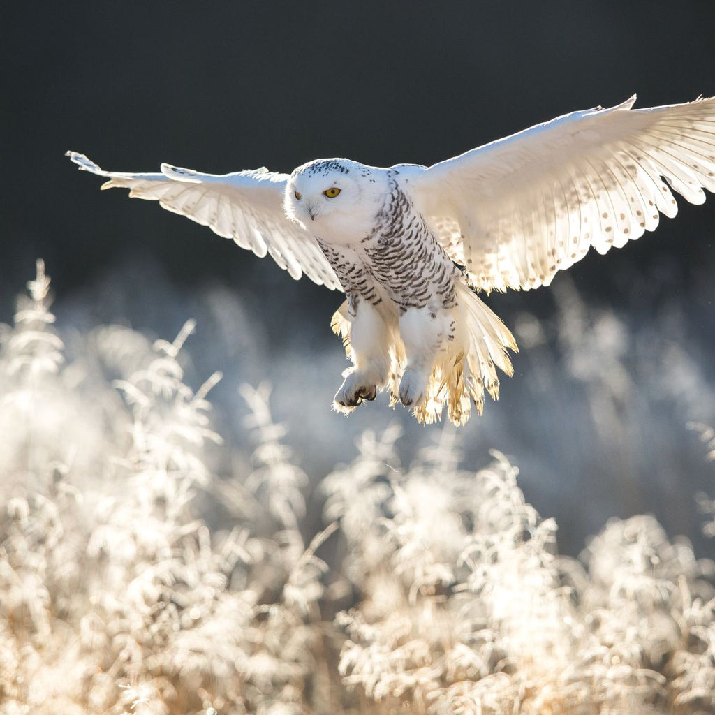 Snowy Owl Wall Art | Prints, Framed Prints And Multi Panel Art