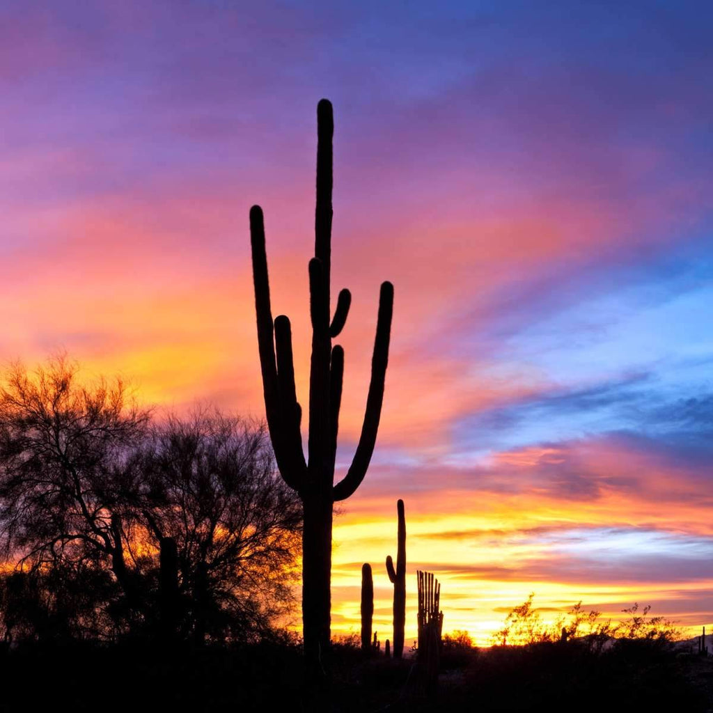 Sonoran Desert Landscape Paintings