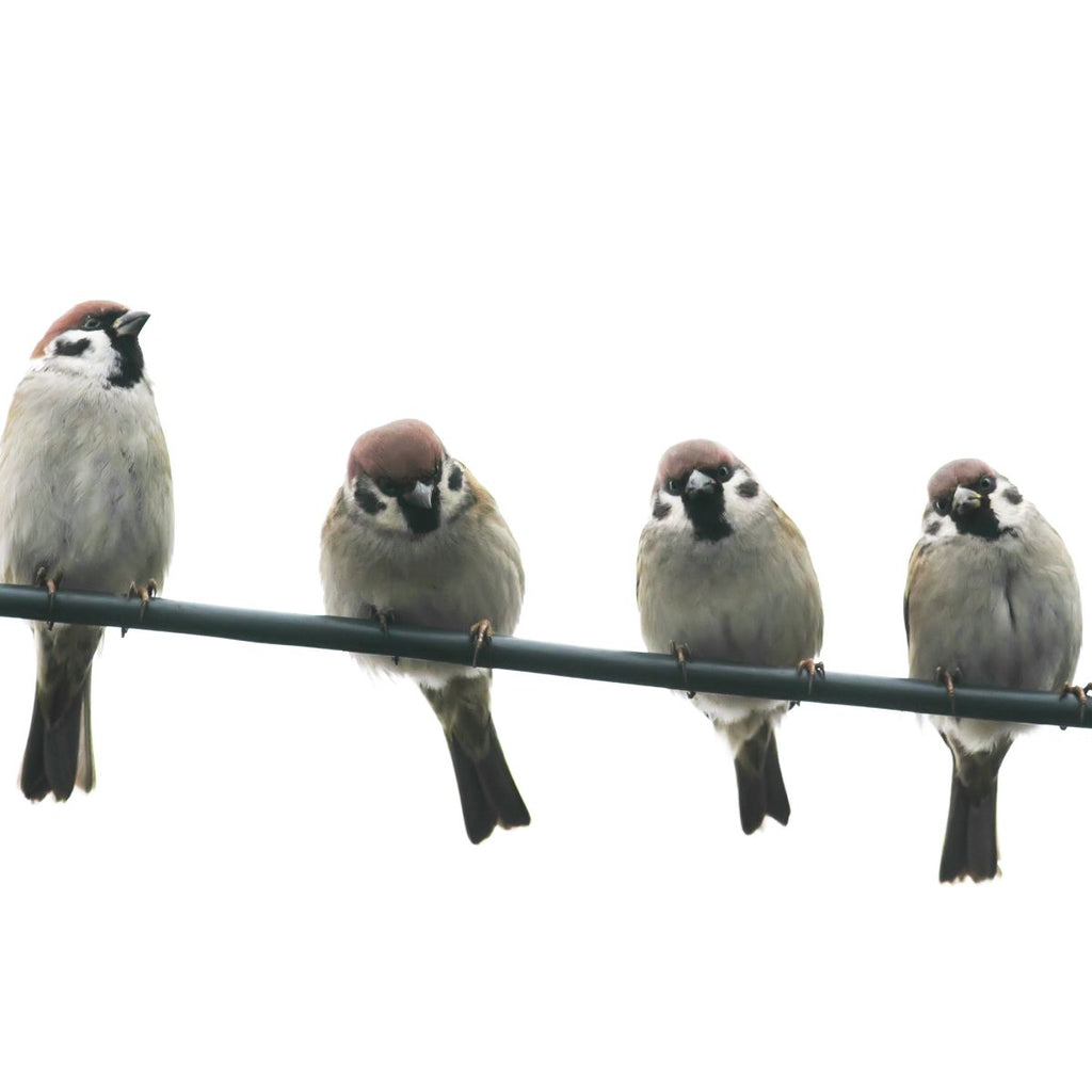 Sparrow Wall Art | Prints, Framed Prints And Multi Panel Art