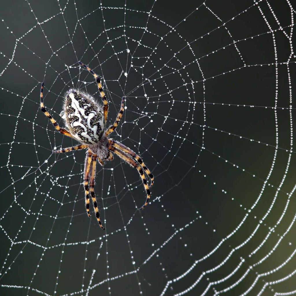Spider Wall Art | Prints, Framed Prints And Multi Panel Art