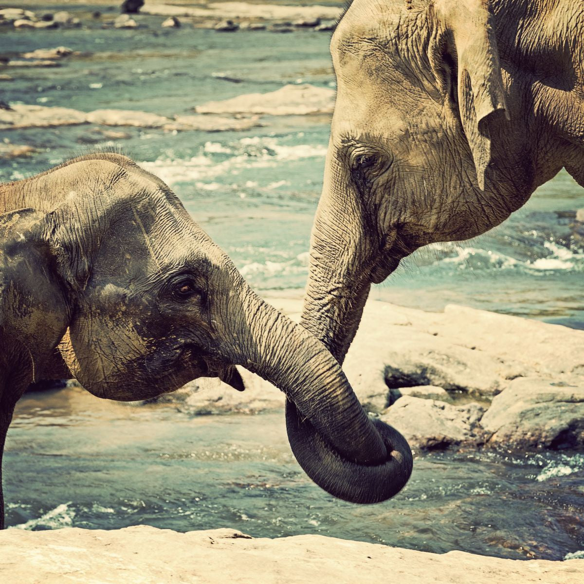 Buddhist Elephant Tumblr