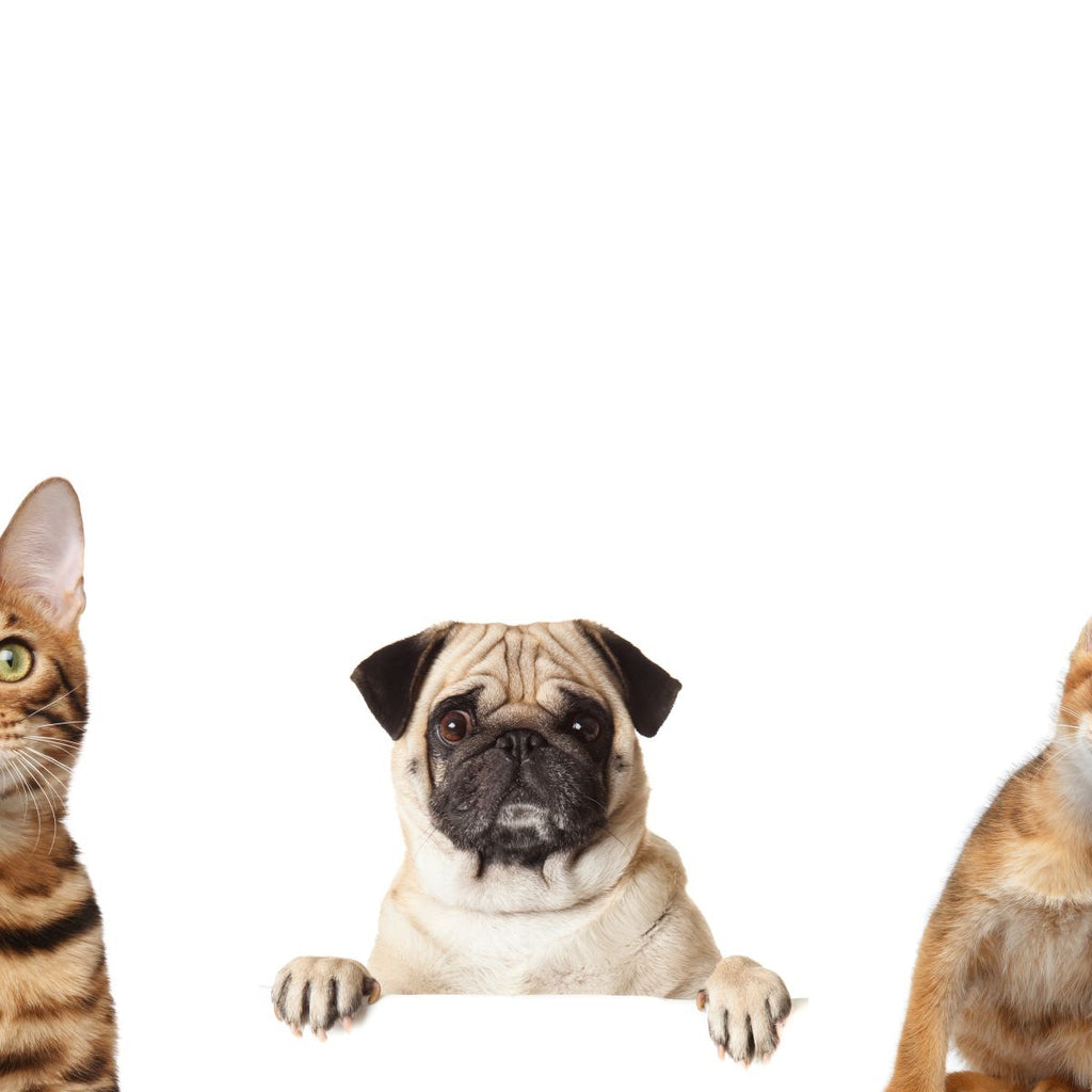 Tabby Cat Wall Art | Prints, Framed Prints And Multi Panel Art