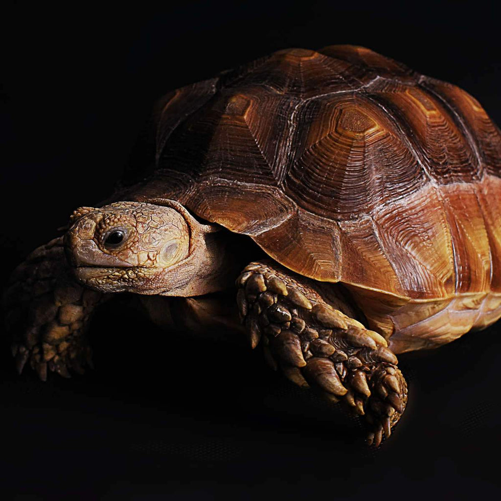 Tortoise Wall Art | Prints, Framed Prints And Multi Panel Art