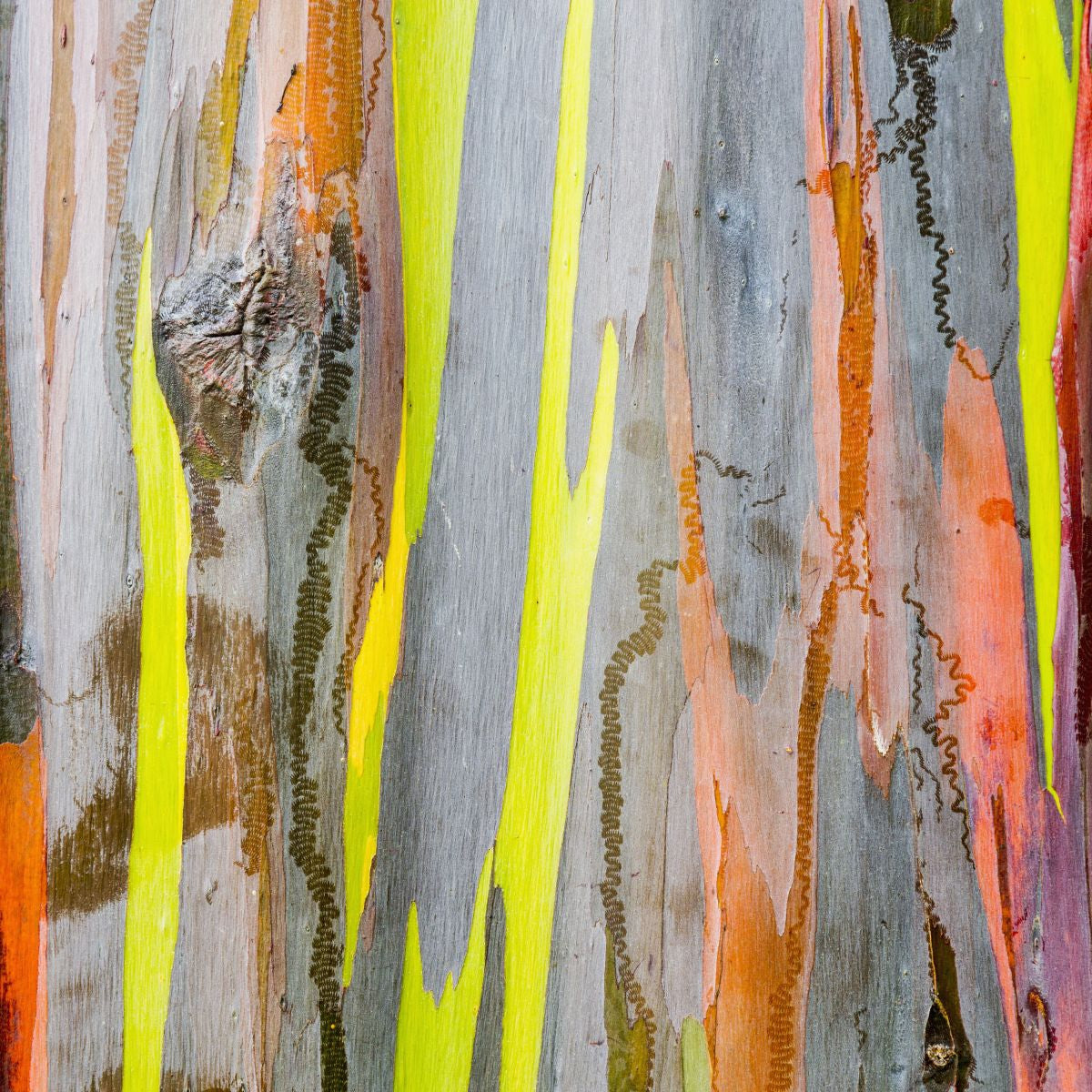 Tree Trunk Painting