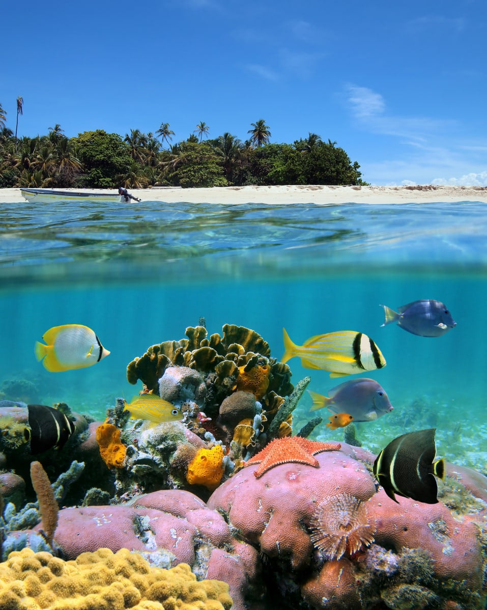 Tropical Beach Fish