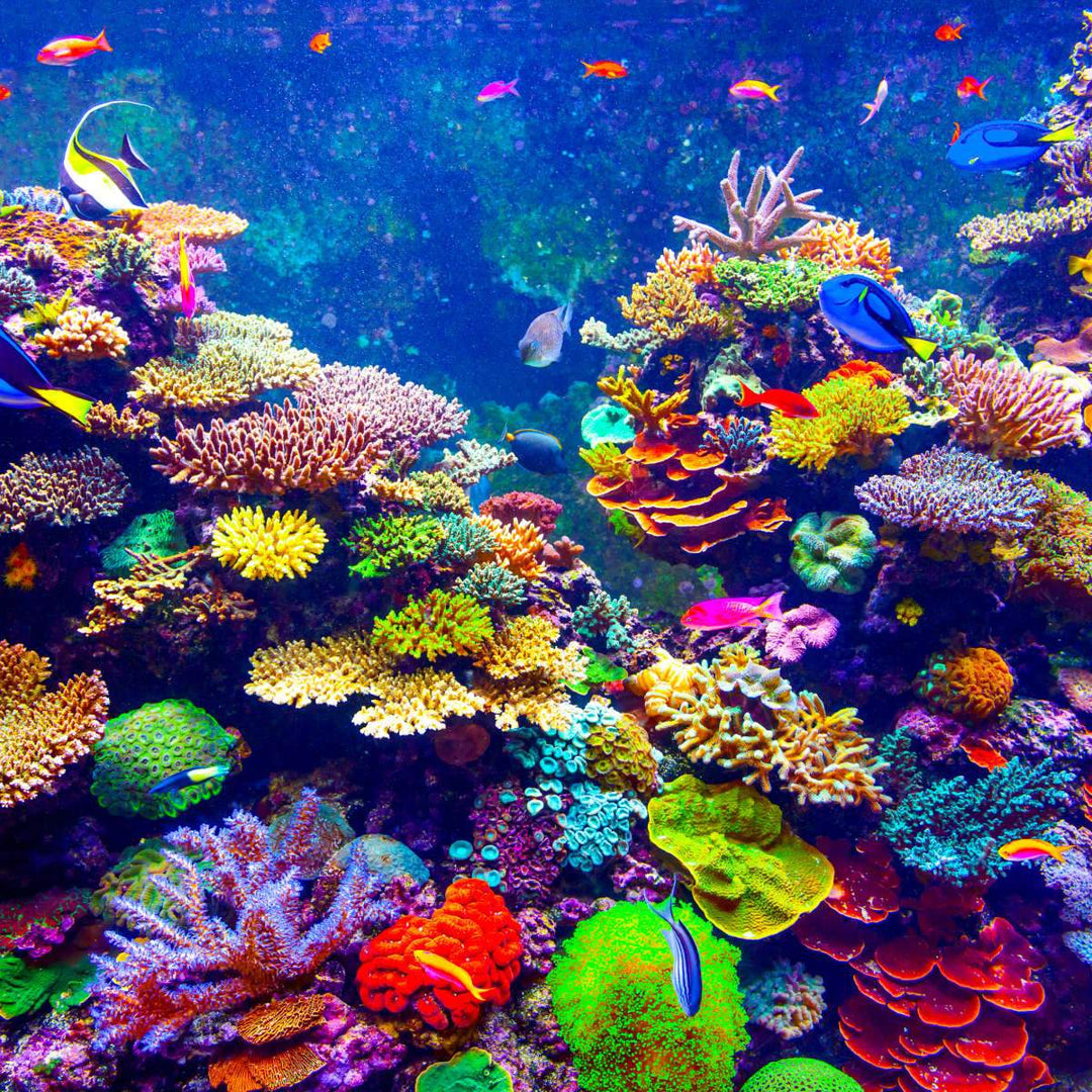 Underwater Magic Wall art by Dean Russo | Elephant Stock
