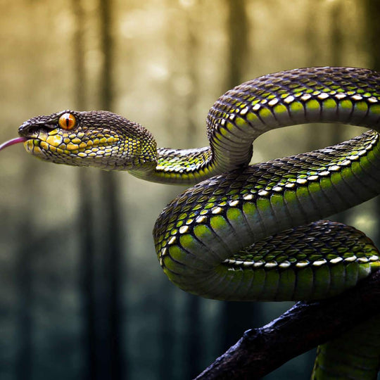 Emerald Tree Snake Wall art | Elephant Stock