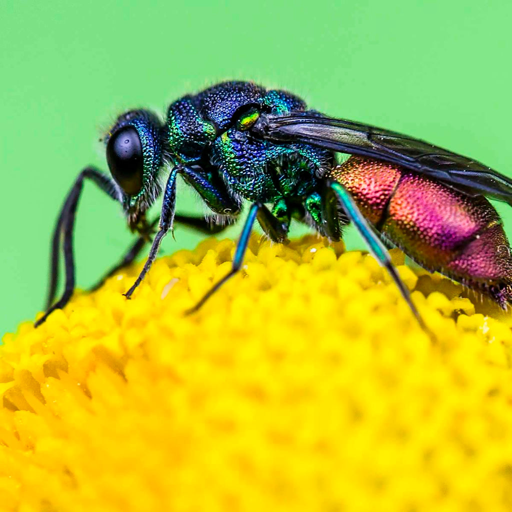 Wasp Wall Art | Prints, Framed Prints And Multi Panel Art