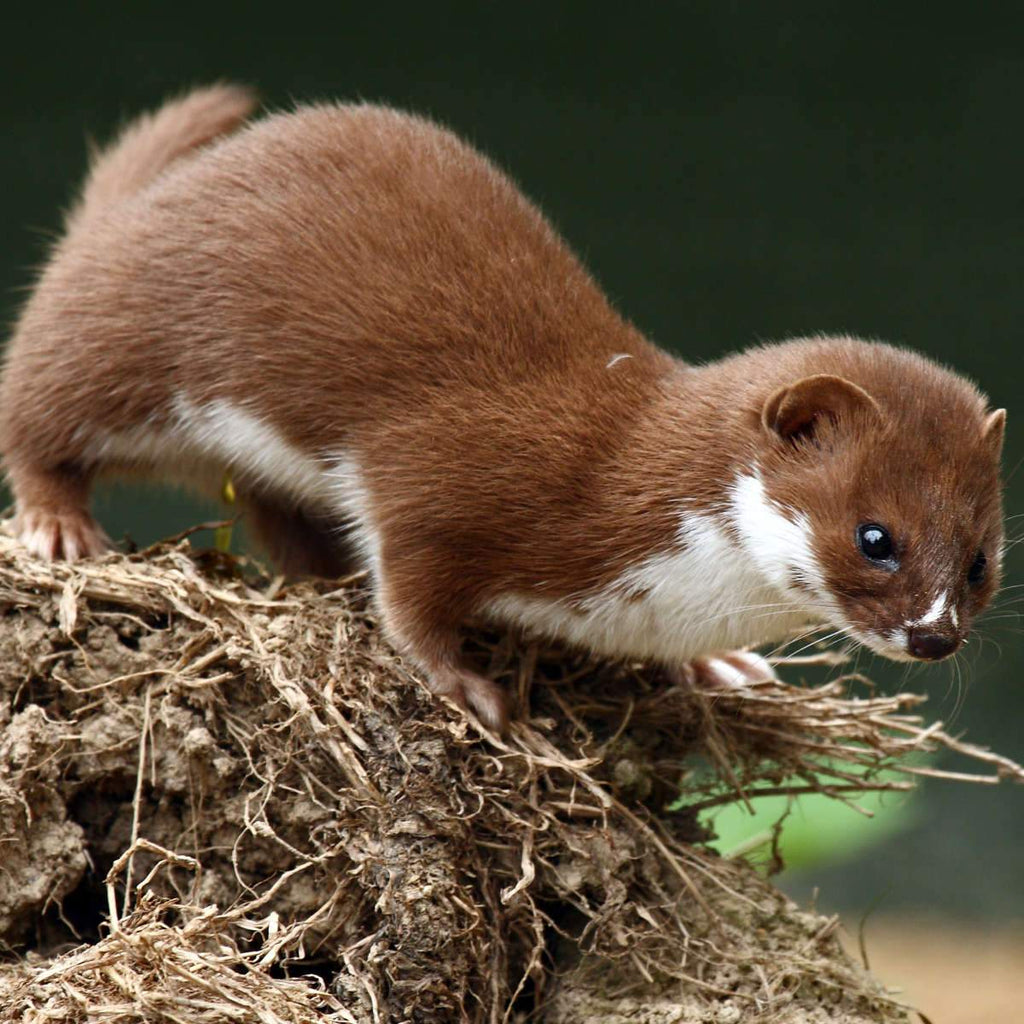 Weasels Wall Art | Prints, Framed Prints And Multi Panel Art