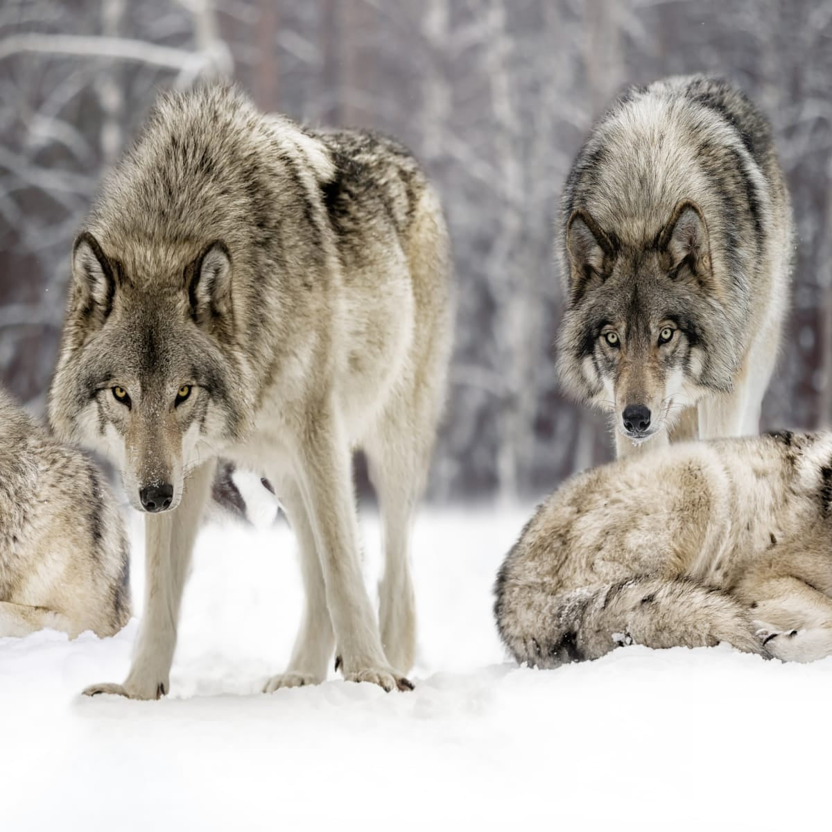 Pack Of Wolves Drawings Running